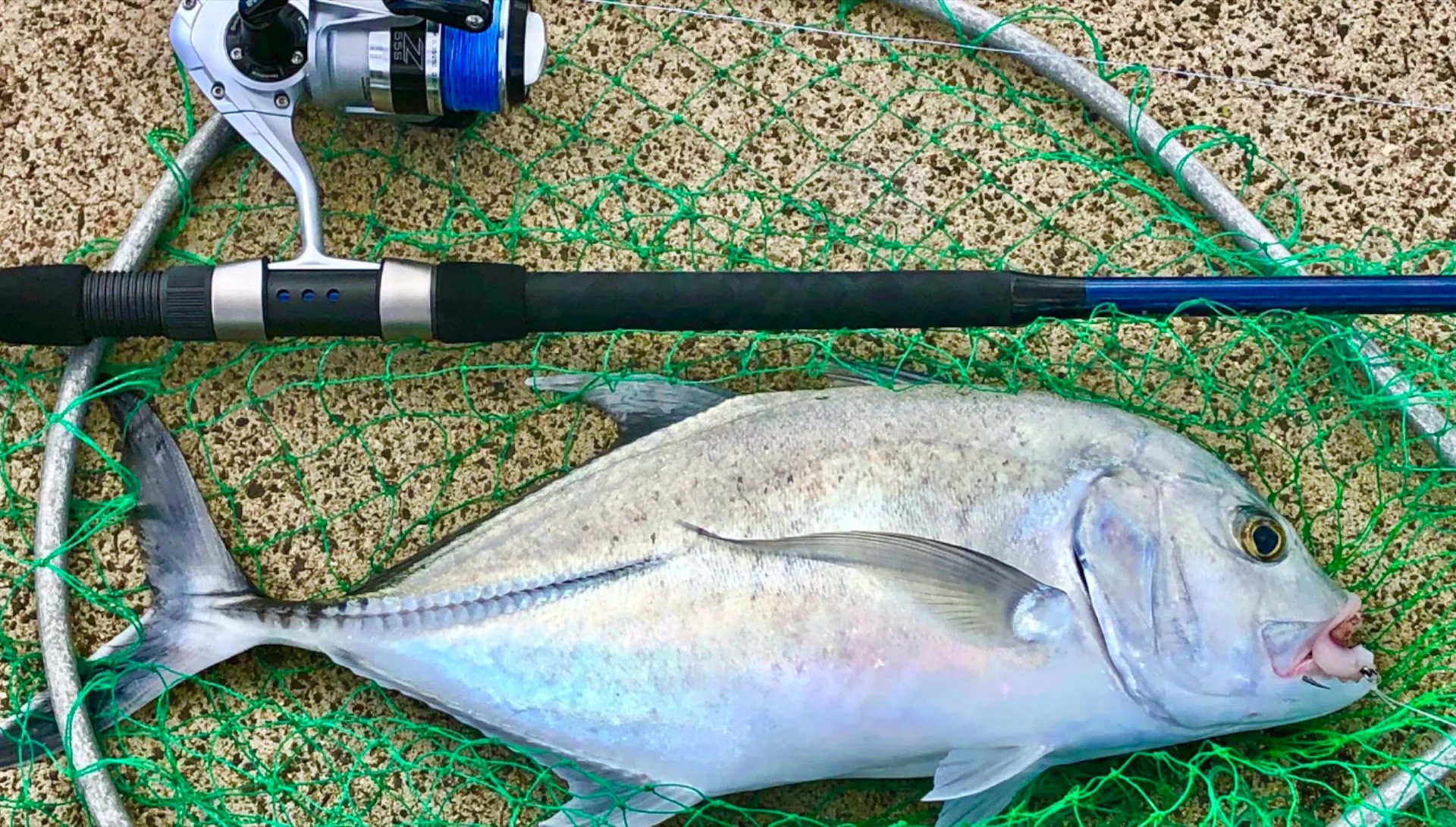 Original vs. Blue Azores Spinning Reels: A Detailed Comparison